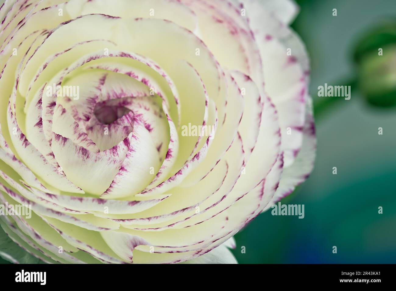 Close-up of pastel-coloured ranunculus flowers Stock Photo - Alamy