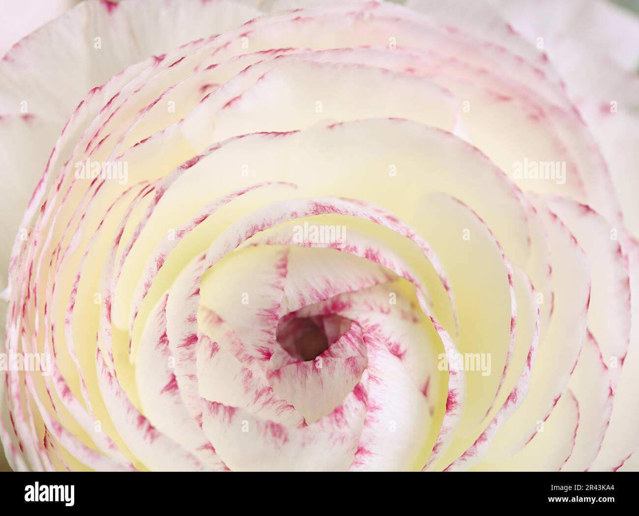 Close-up of pastel-coloured ranunculus flowers Stock Photo - Alamy