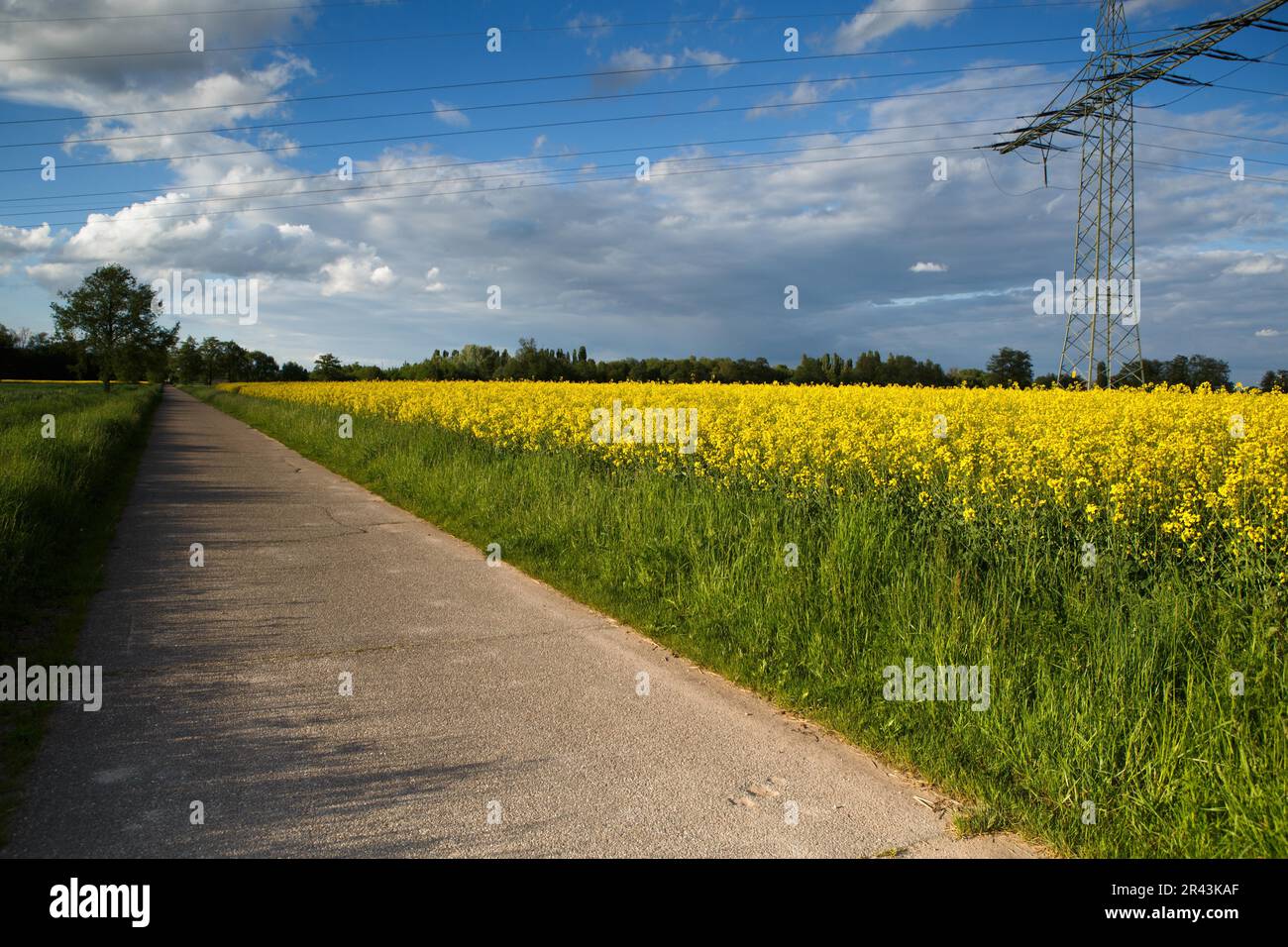 Power pole of an overhead power line in a rape field in the summer ...