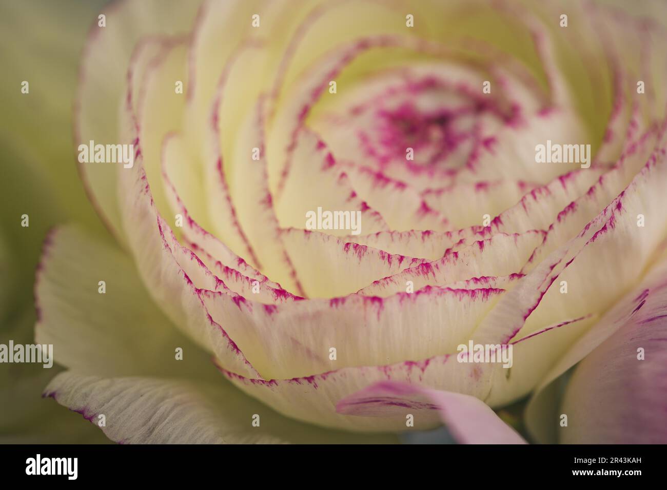 Close-up of pastel-coloured ranunculus flowers Stock Photo - Alamy
