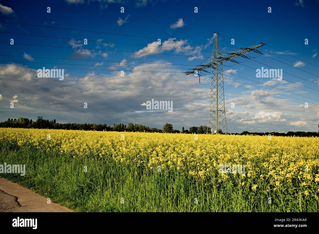 Power pole of an overhead power line in a rape field in the summer ...