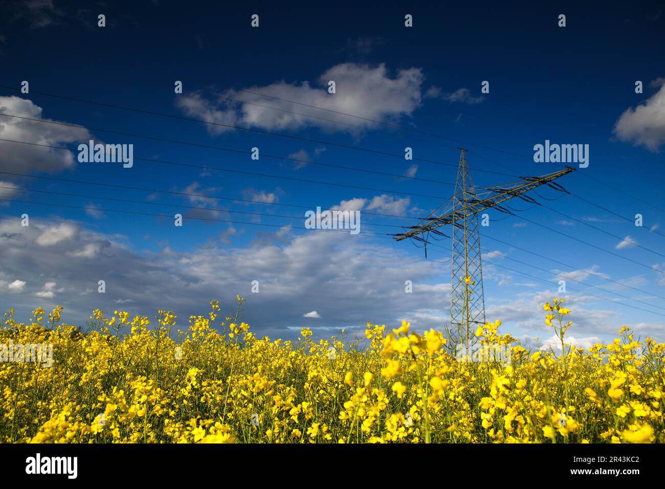 Power pole of an overhead power line in a rape field in the summer ...