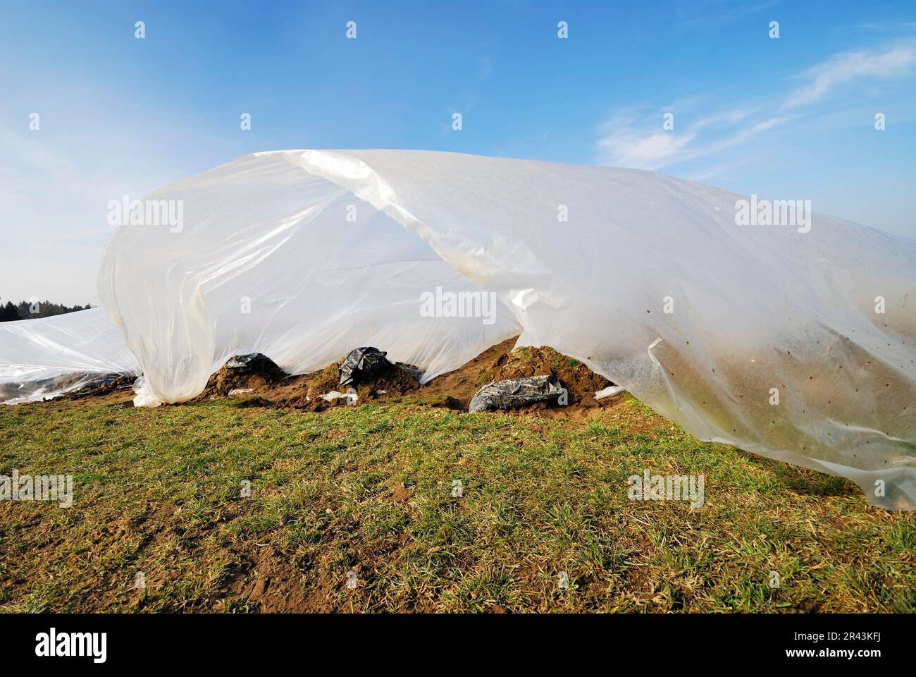 Field for growing vegetables covered by a plastic foil Stock Photo - Alamy