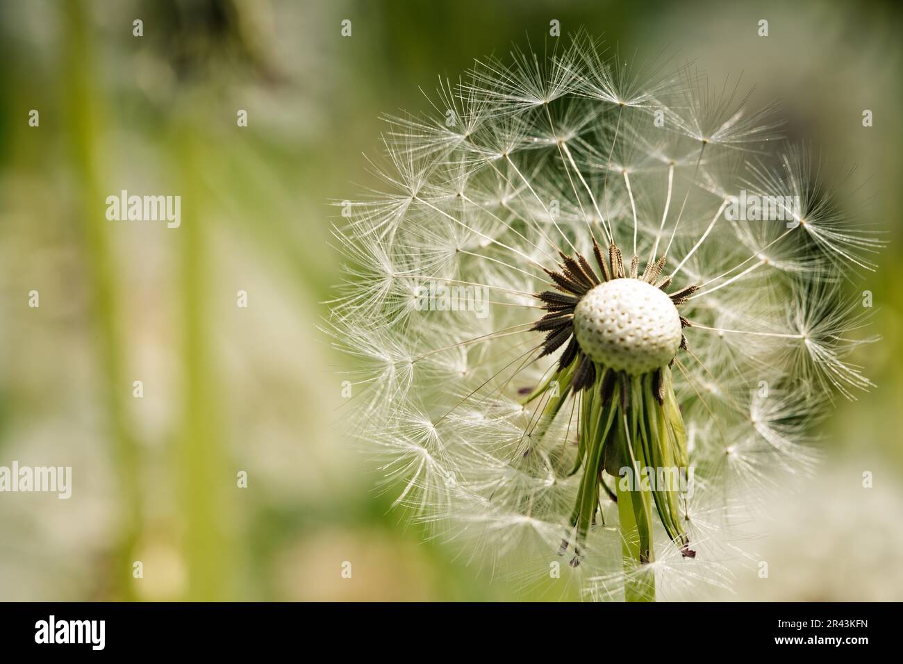 Summer meadow full of dandelions and dandelion plants Stock Photo - Alamy