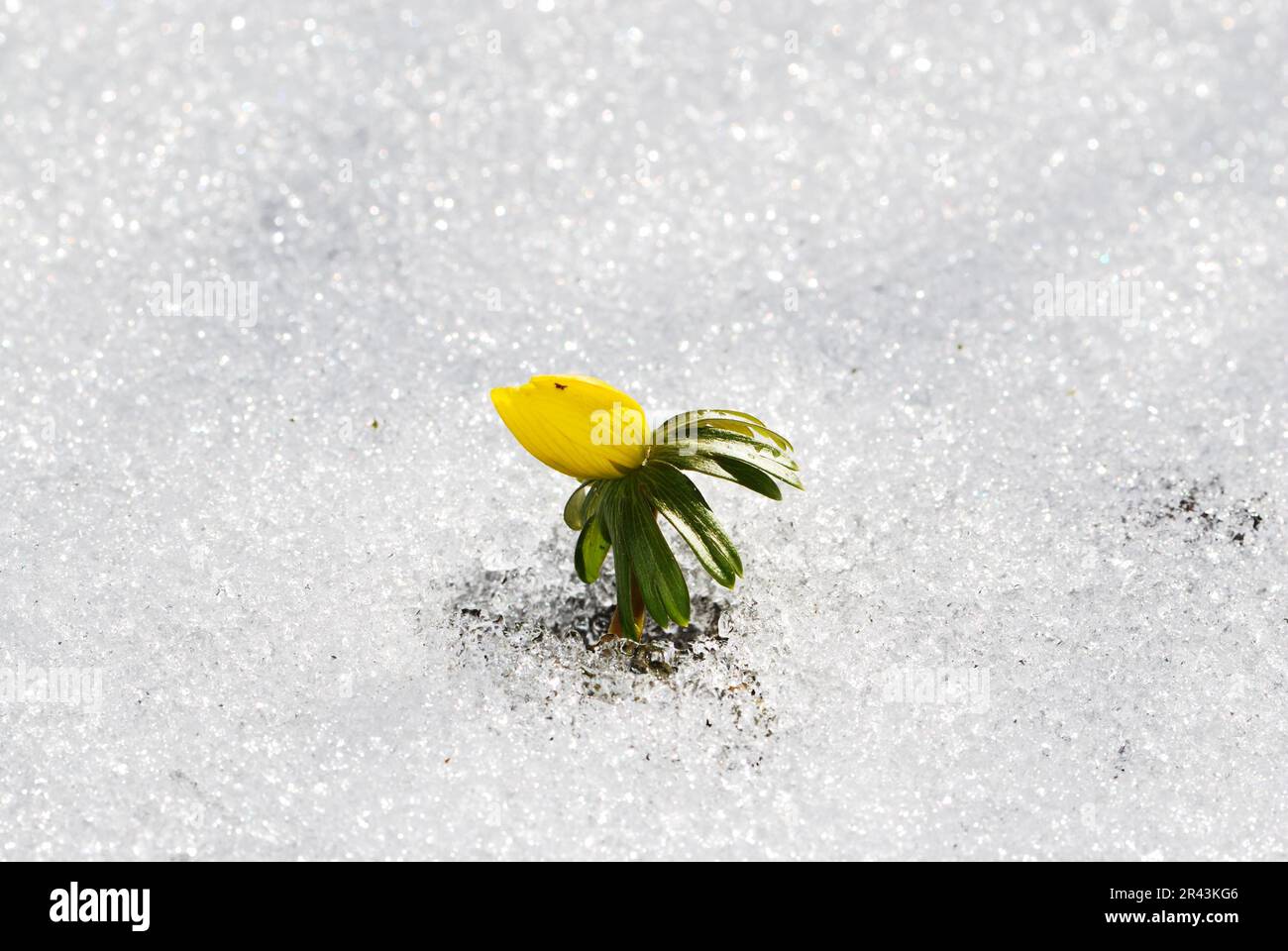 Yellow winter aconite in the snow Stock Photo - Alamy