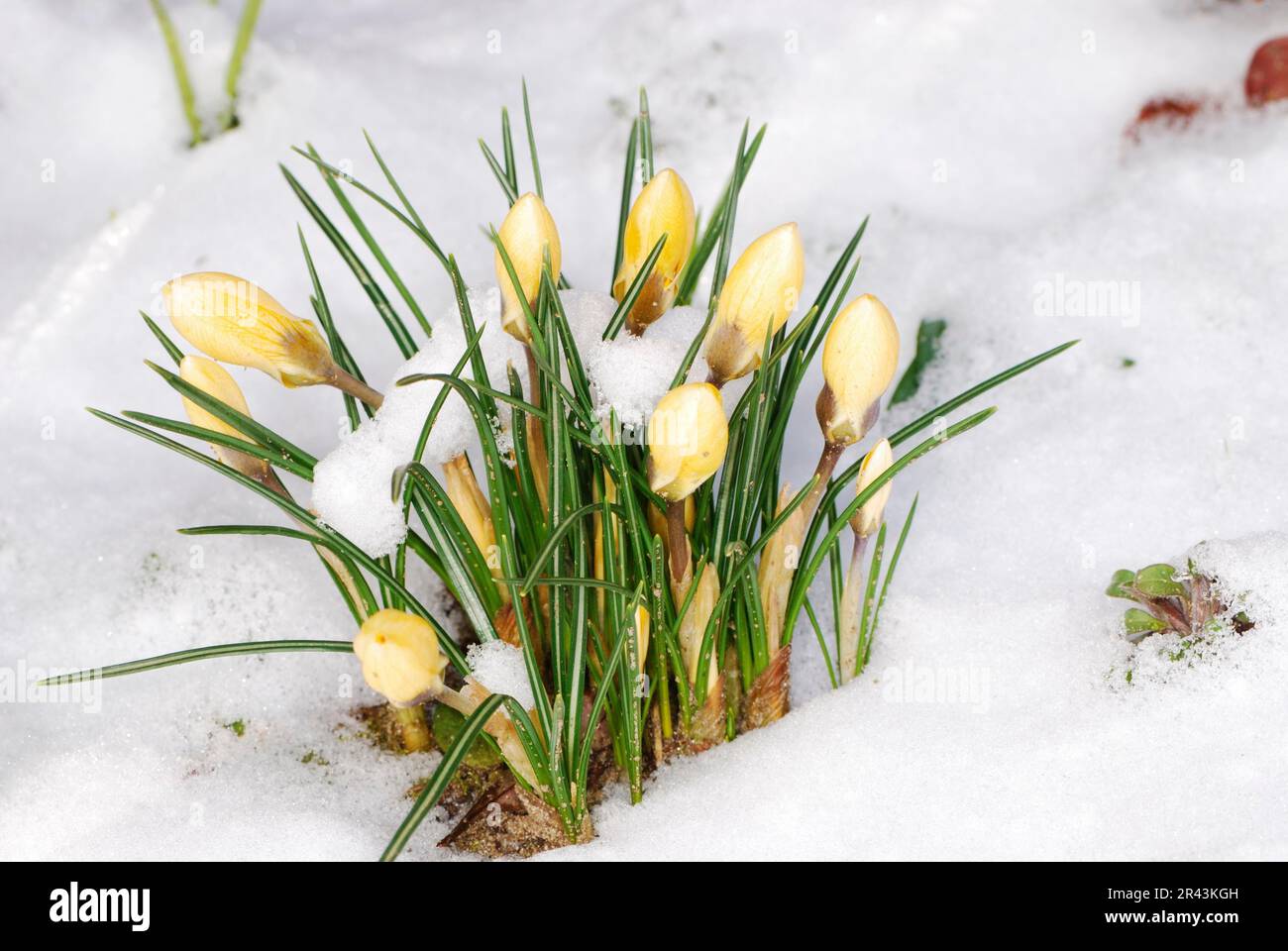 Spring is arriving, crocus bud in the snow Stock Photo - Alamy