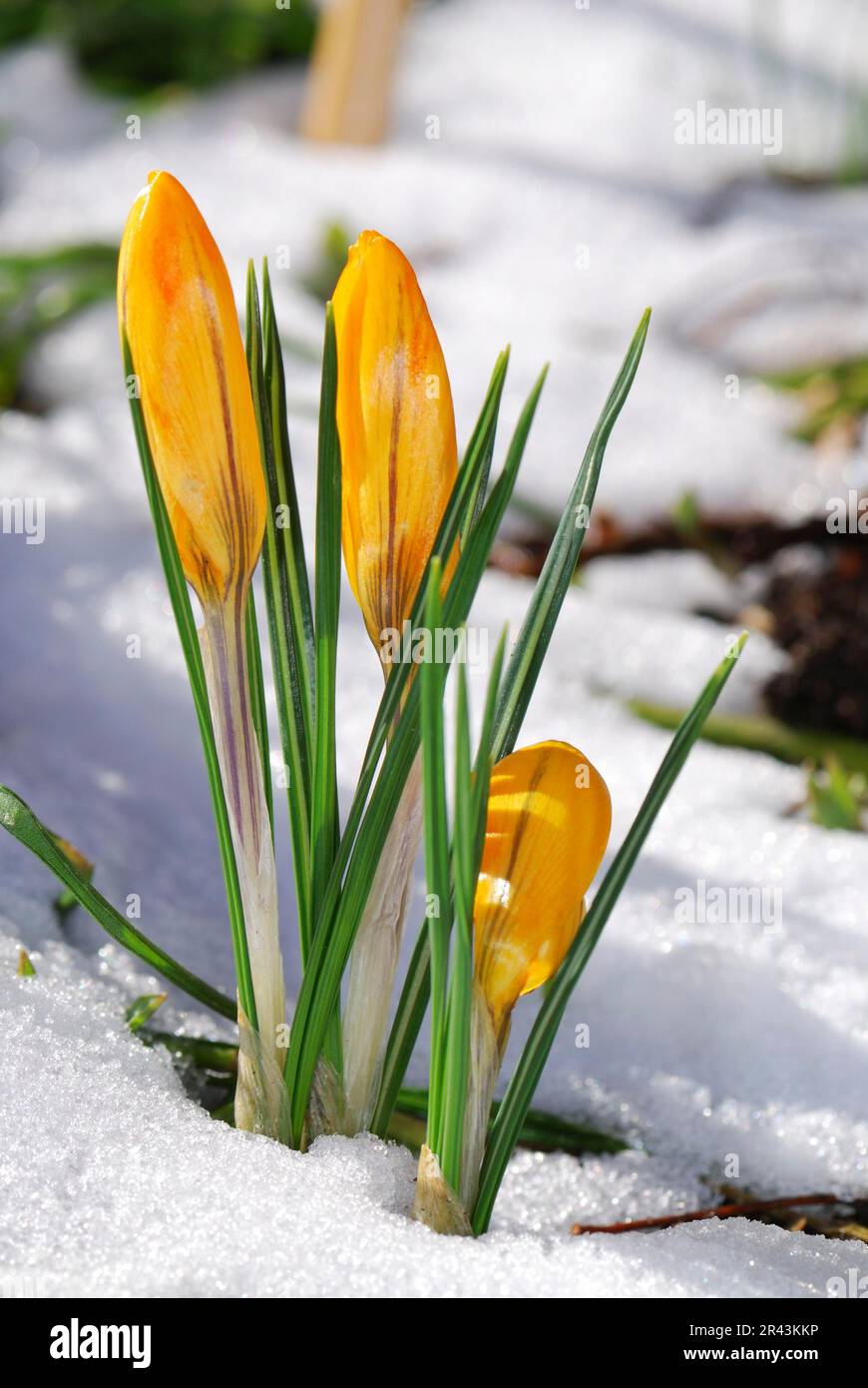 Spring is arriving, crocus bud in the snow Stock Photo - Alamy