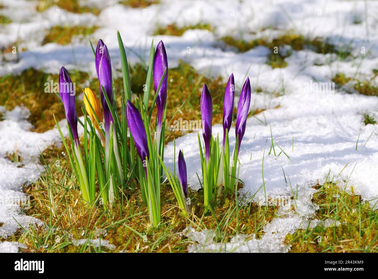 Spring is arriving, crocus bud in the snow Stock Photo - Alamy