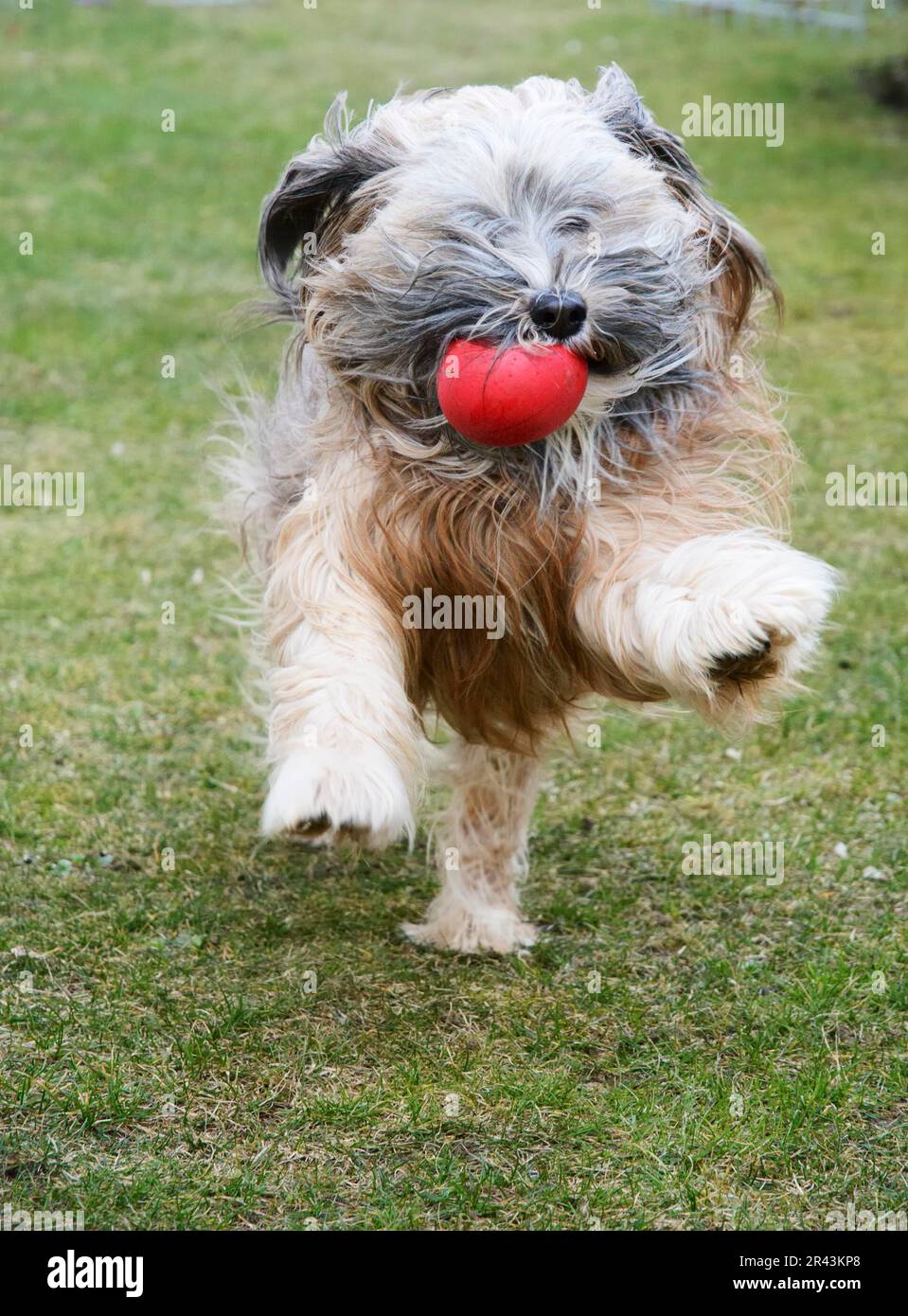 Tibetan terrier dog retrieving a red ball Stock Photo - Alamy