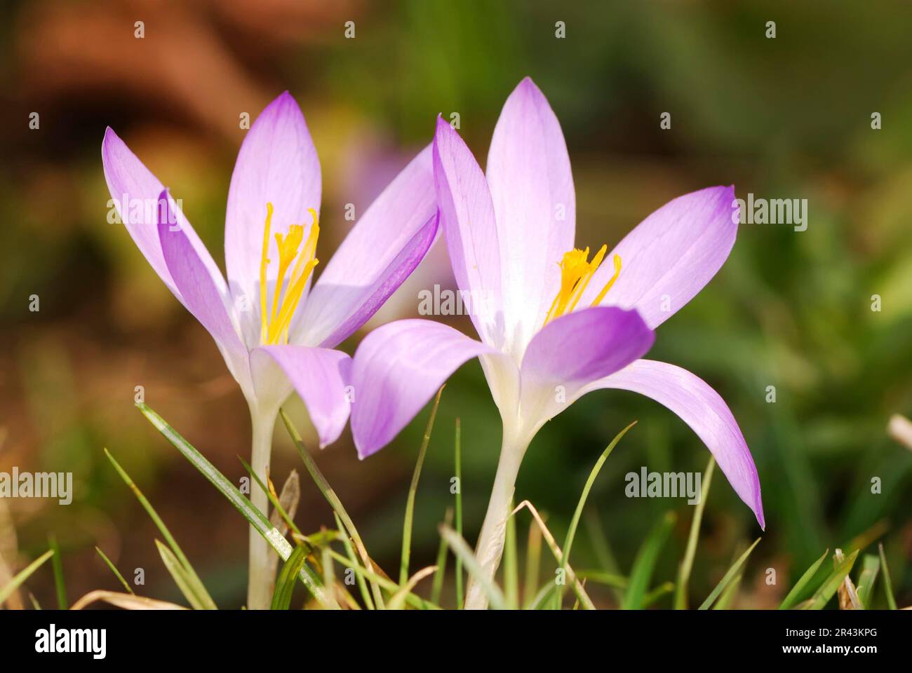 Crocus flowers in the garden at spring Stock Photo - Alamy