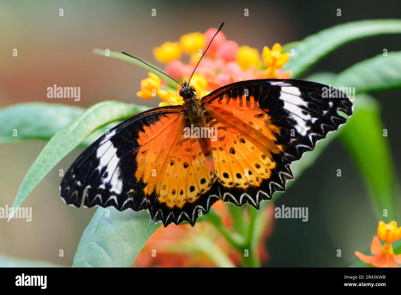 Exotic butterfly: Leopard Lacewing (Cethosia cyane Stock Photo - Alamy