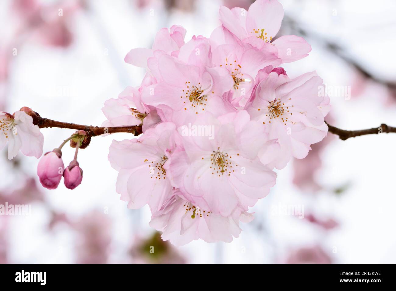 Twig with pink cherry blossoms in spring Stock Photo - Alamy