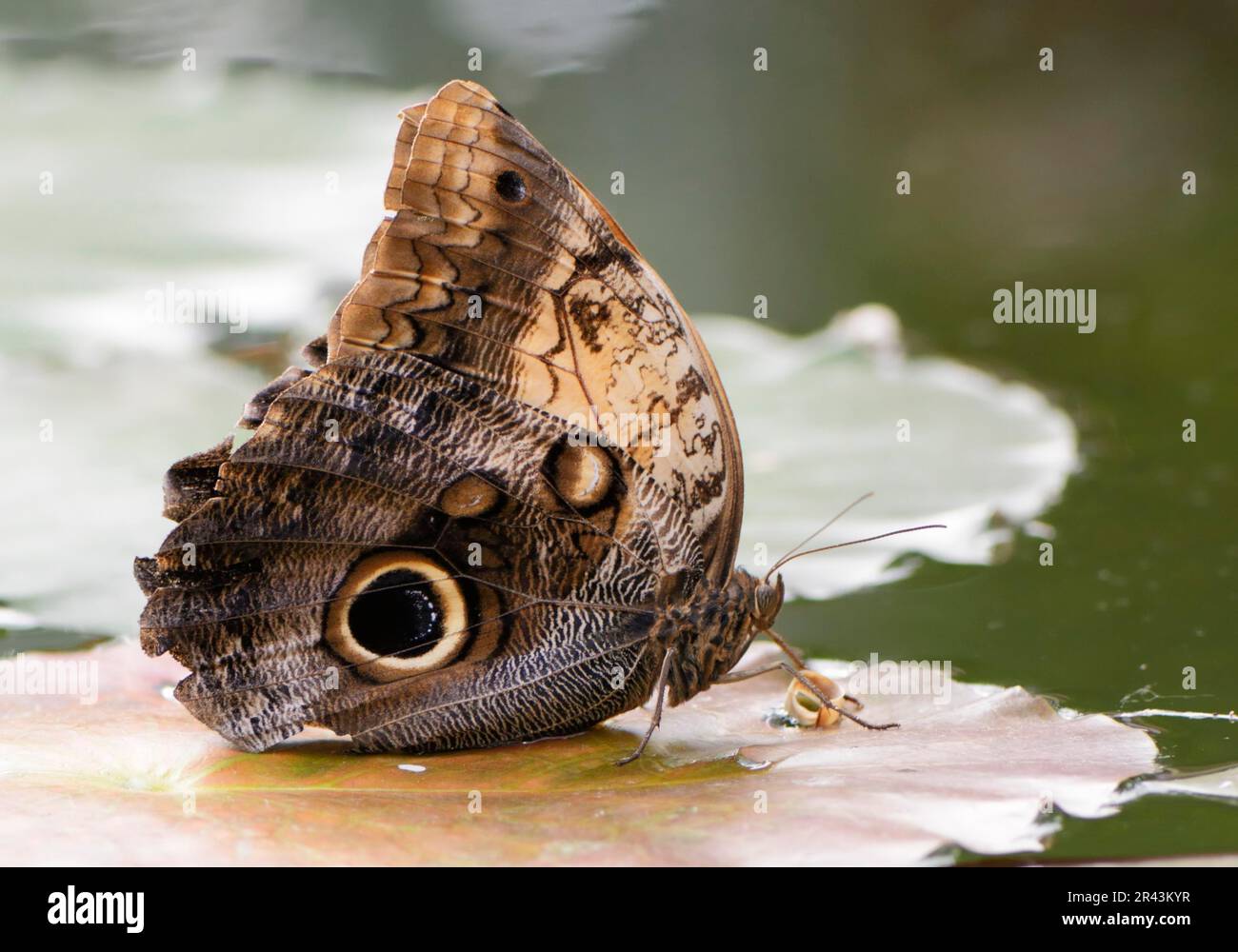 Camouflaged insect giant hi-res stock photography and images - Alamy