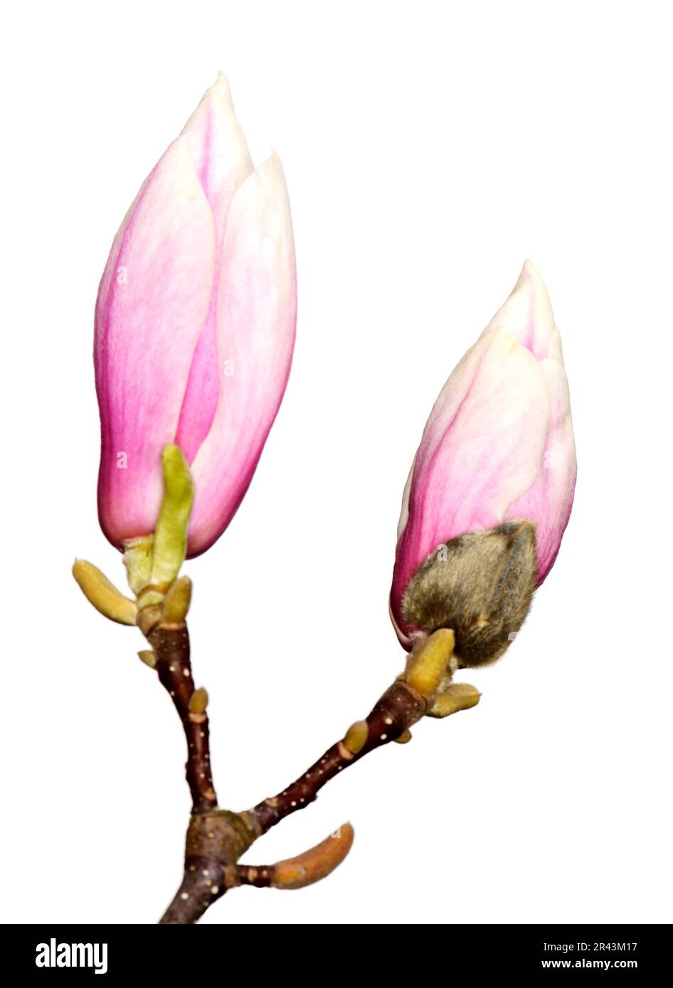 Buds flowering Cut Out Stock Images & Pictures - Alamy