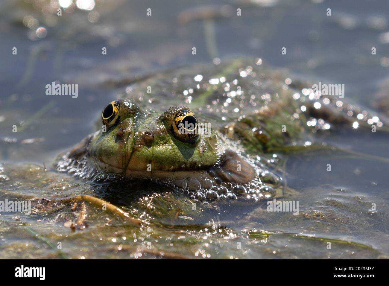 Marsh Frog at Tophill Low Nature Reserve, Driffield, Yorkshire, UK ...
