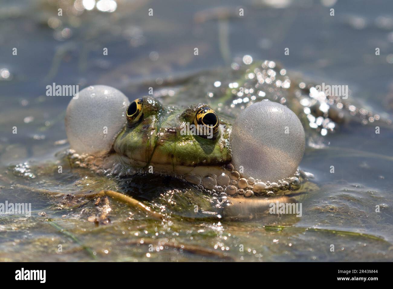 Non native uk frog species hi-res stock photography and images - Alamy