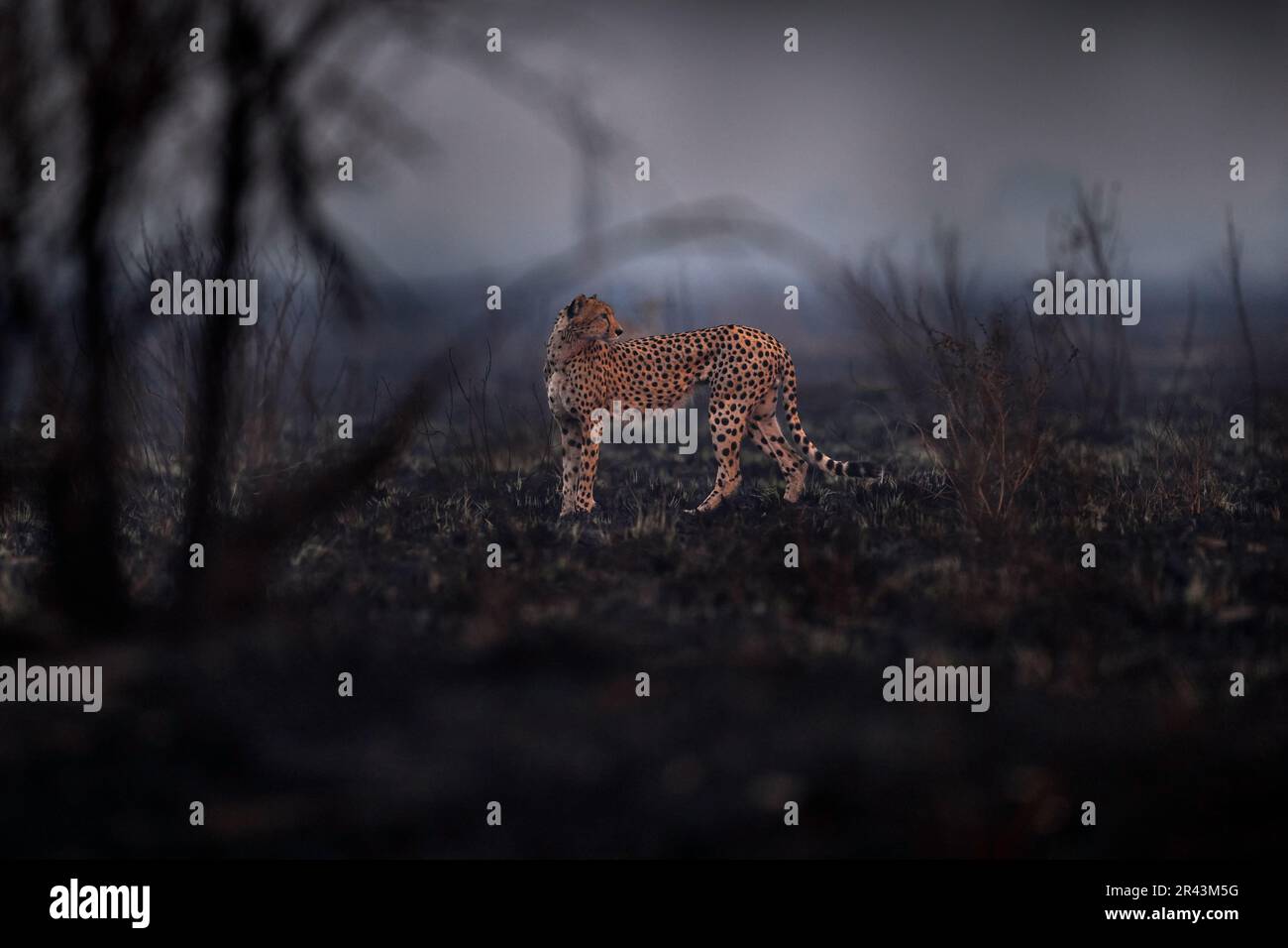 Cheetah, fire burned destroyed savannah. Animal in fire burnt place ...