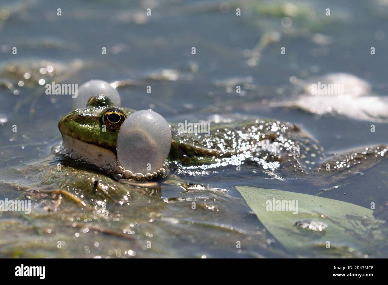 Marsh Frog at Tophill Low Nature Reserve, Driffield, Yorkshire, UK ...