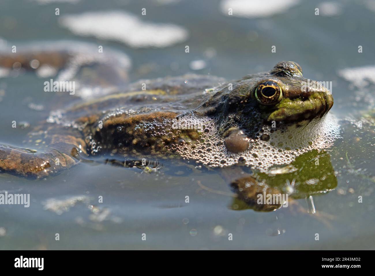 Marsh Frog at Tophill Low Nature Reserve, Driffield, Yorkshire, UK ...
