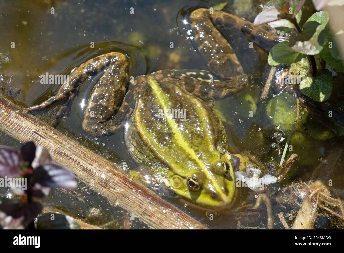 Marsh Frog at Tophill Low Nature Reserve, Driffield, Yorkshire, UK ...