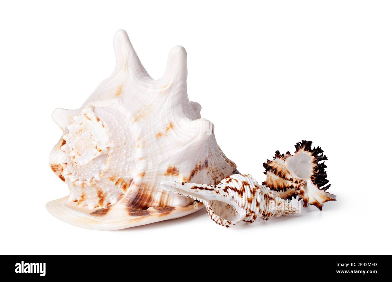 Big cockleshell hi-res stock photography and images - Alamy