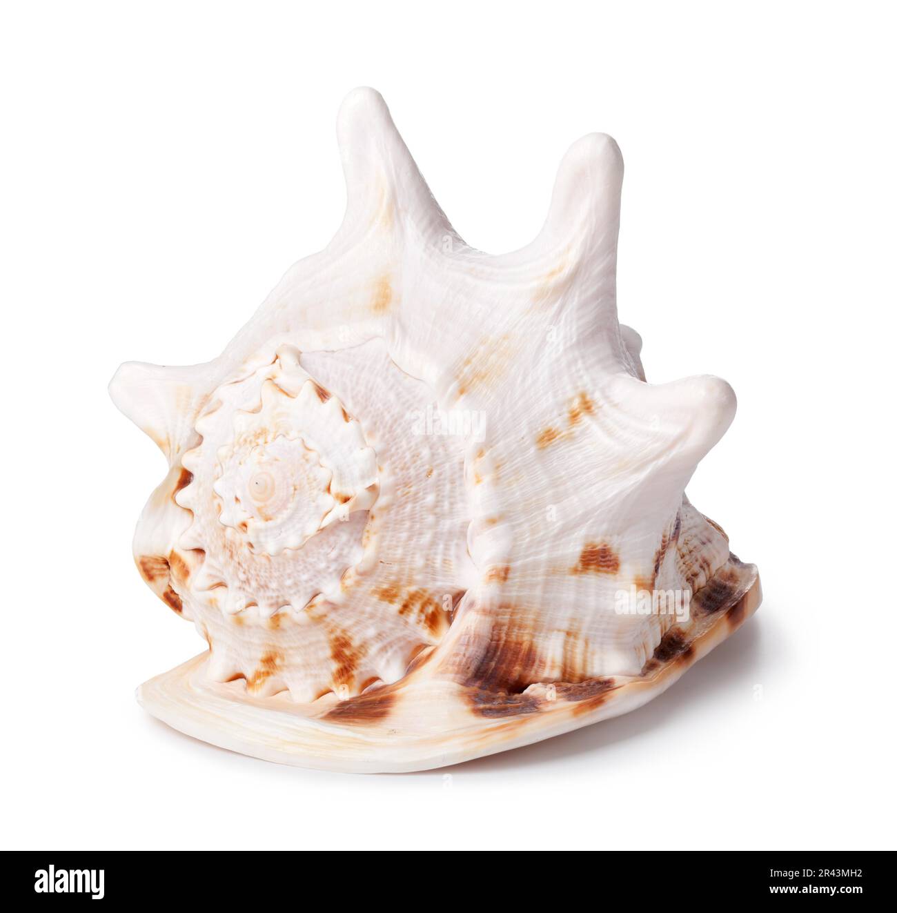 Big cockleshell hi-res stock photography and images - Alamy