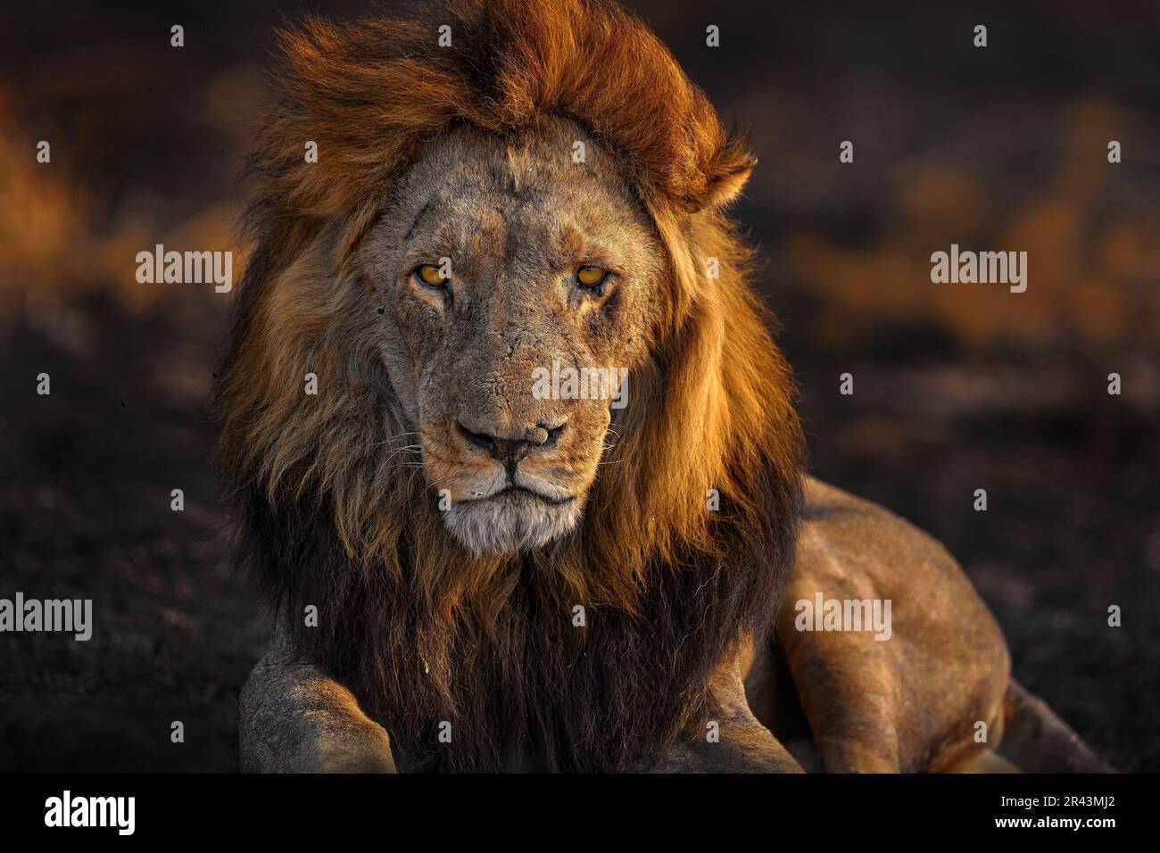 Africa lion, male. Botswana wildlife. Lion, fire burned destroyed ...