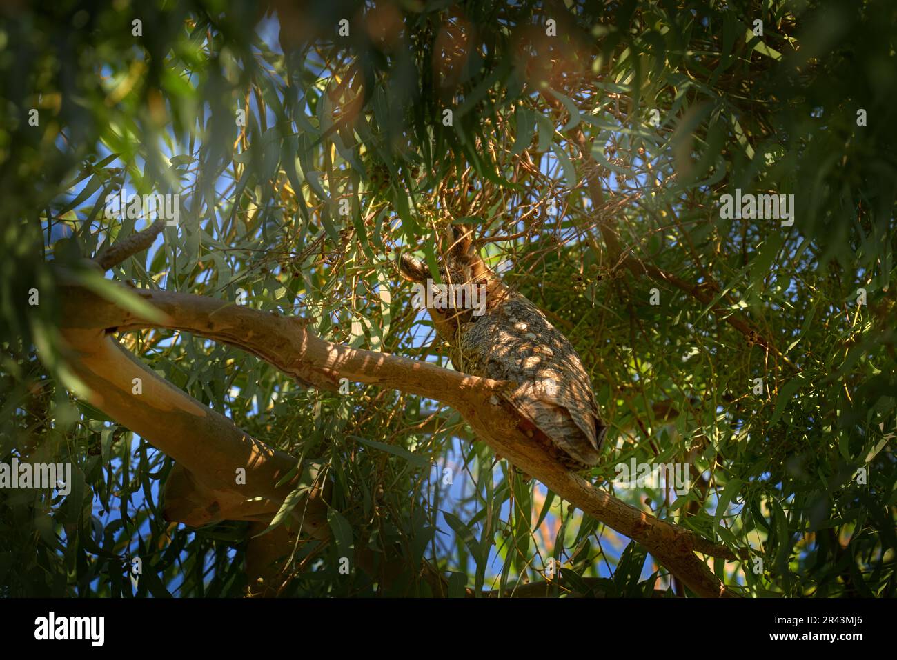 Asio otus, Long-eared Owl, sitting on the green tree branch in oasis ...