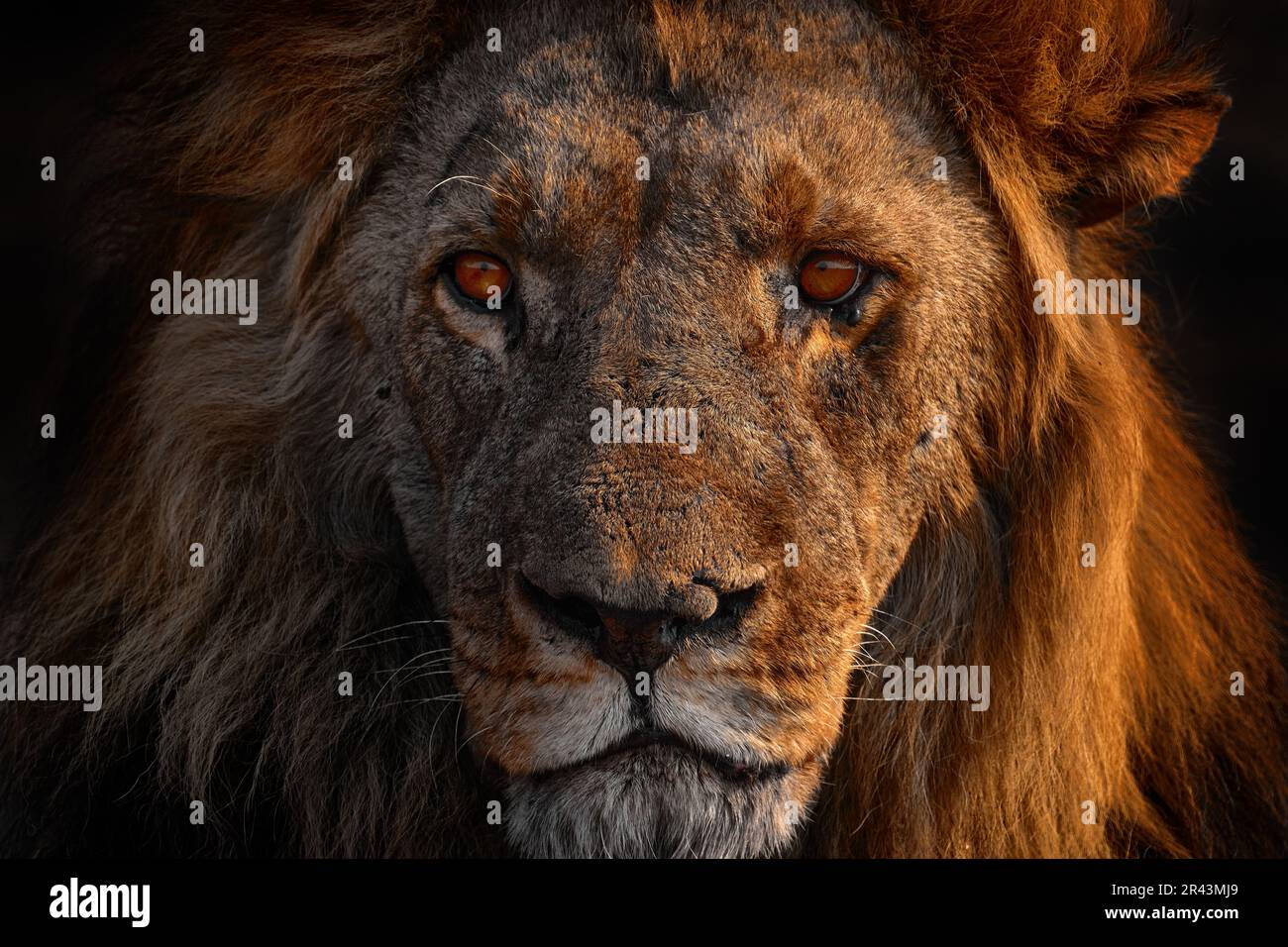 Africa lion, male. Botswana wildlife. Lion, fire burned destroyed ...