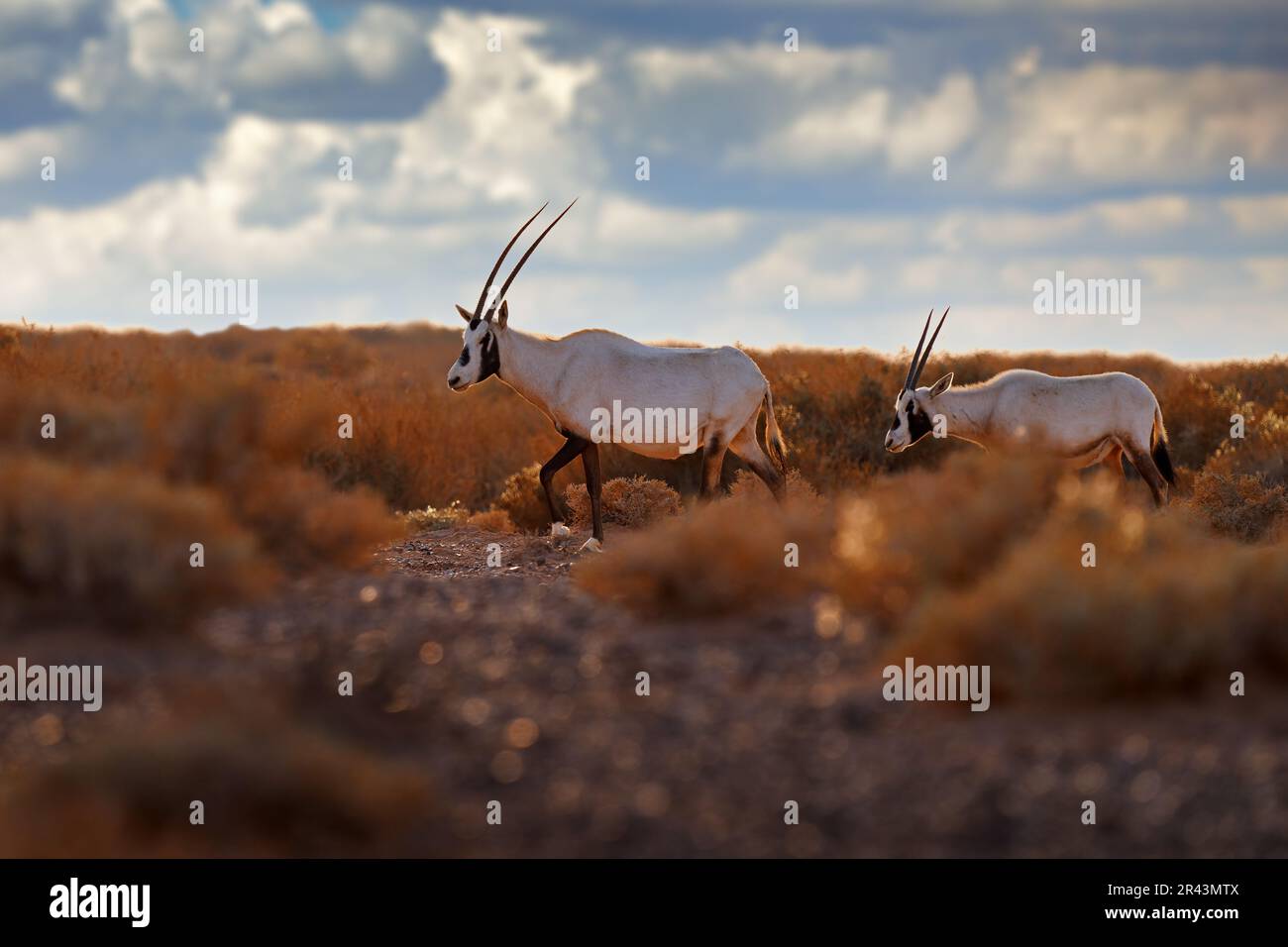 Arabia nature. Wildlife Jordan, two Arabian oryx or white oryx, Oryx ...