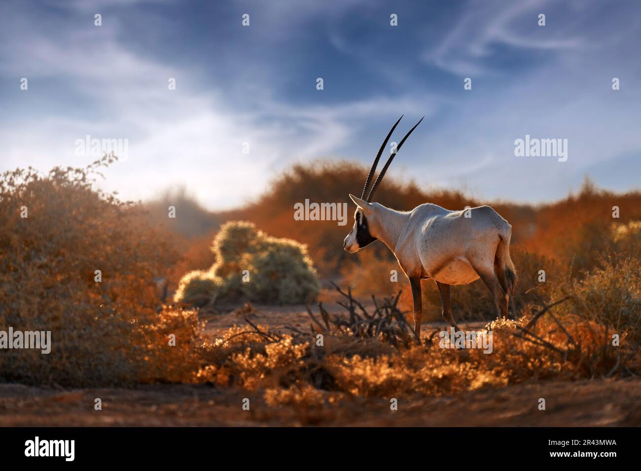 Arabia nature. Wildlife Jordan, Arabian oryx or white oryx, Oryx ...