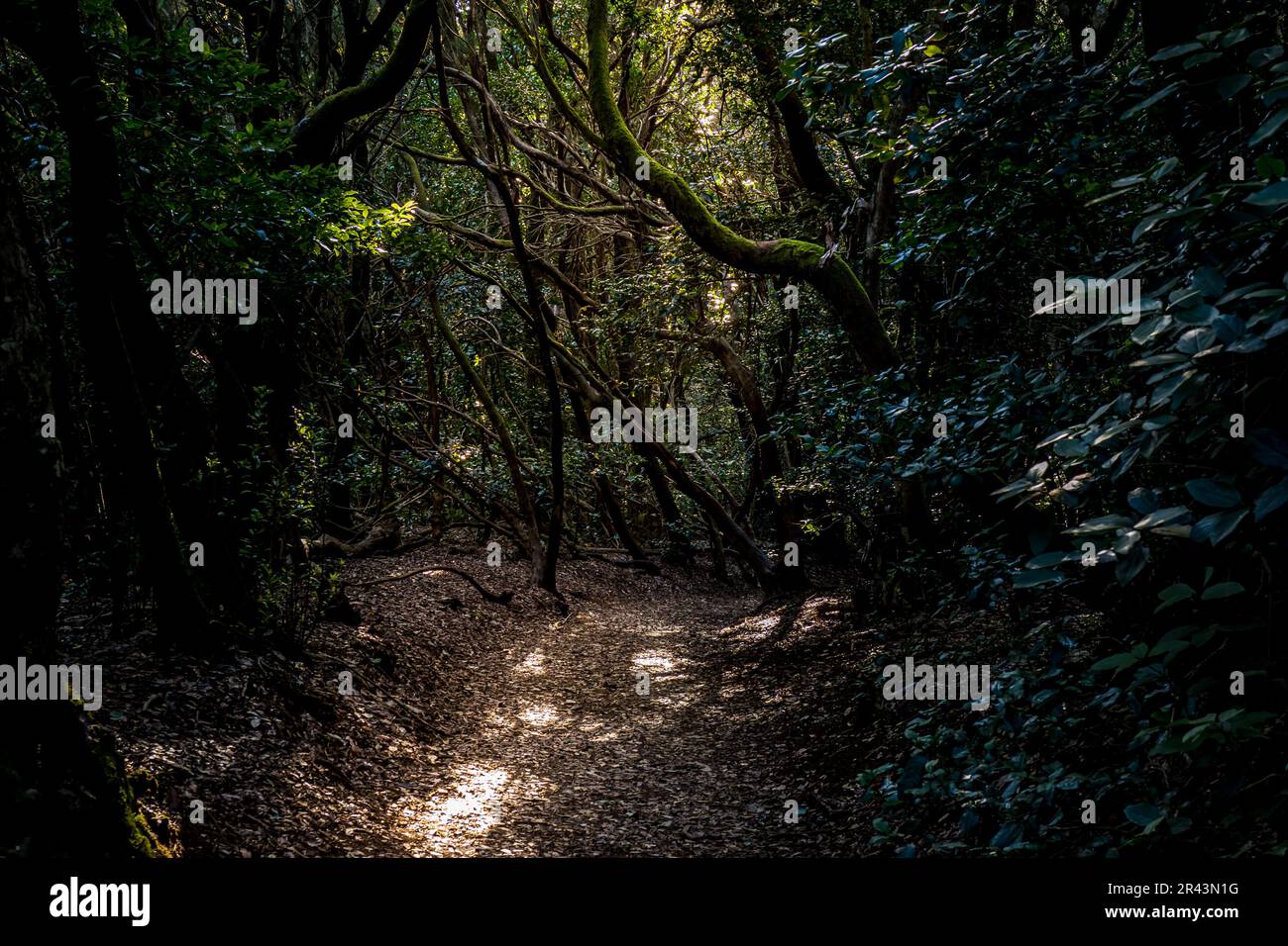 Captivating forest hi-res stock photography and images - Alamy