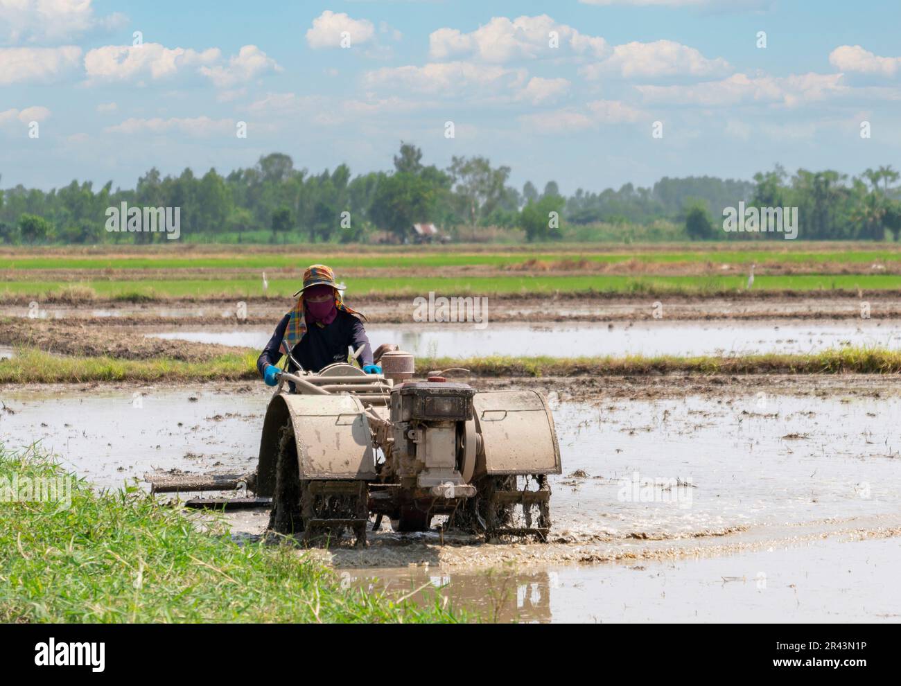 Farmer using tractor plowing rice field for rice plant in rainy season ...