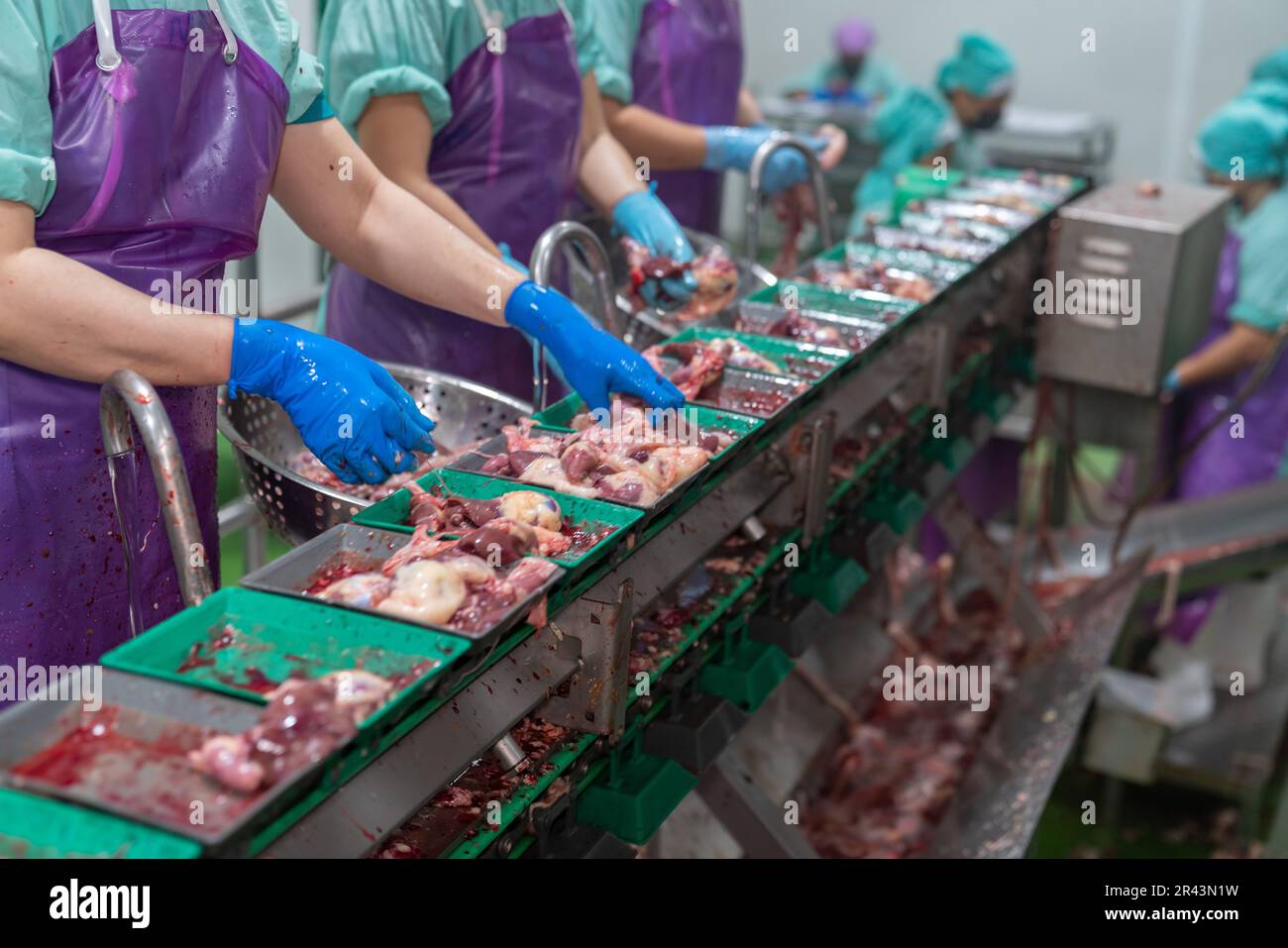 Worker separate chicken offal and clean in poultry process line Stock ...