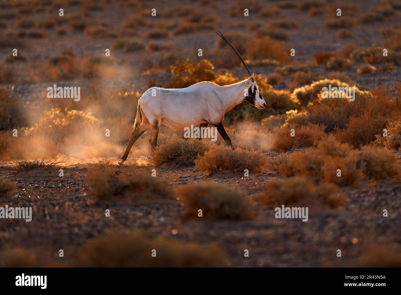 Arabia nature. Wildlife Jordan, Arabian oryx or white oryx, Oryx ...