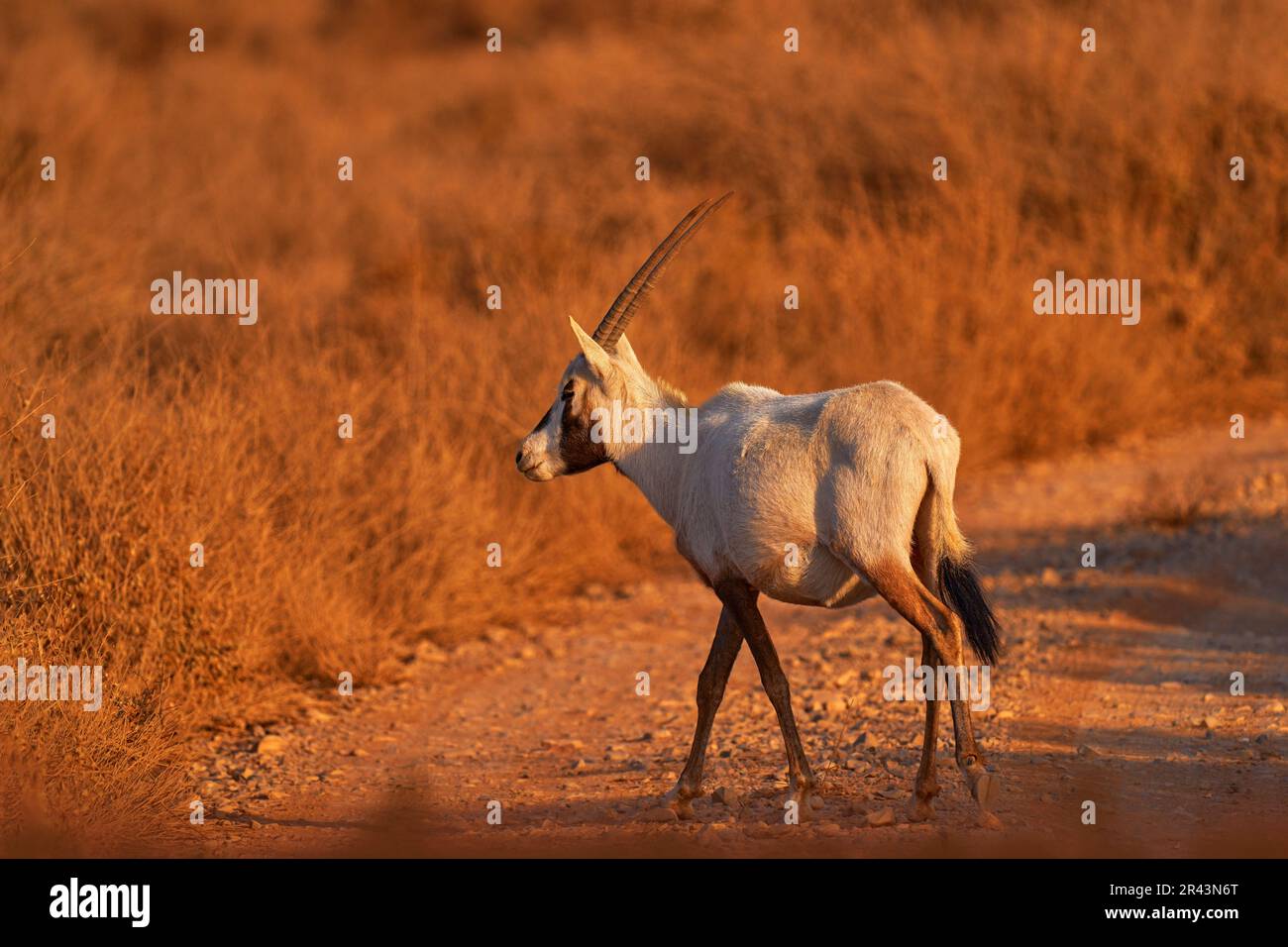 Arabia nature. Wildlife Jordan, Arabian oryx or white oryx, Oryx ...