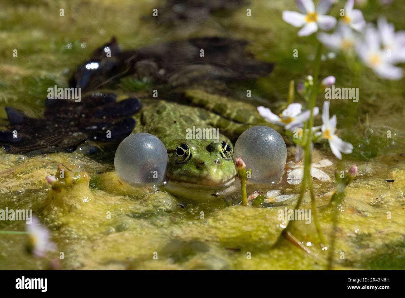 Non native uk frog species hi-res stock photography and images - Alamy