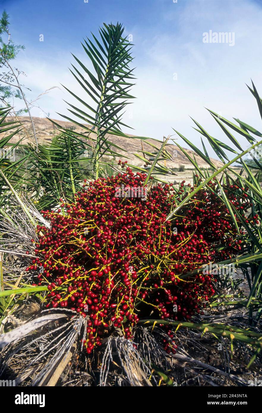 The dwarf date palm or Ceylon date palm (Phoenix pusilla) found in ...