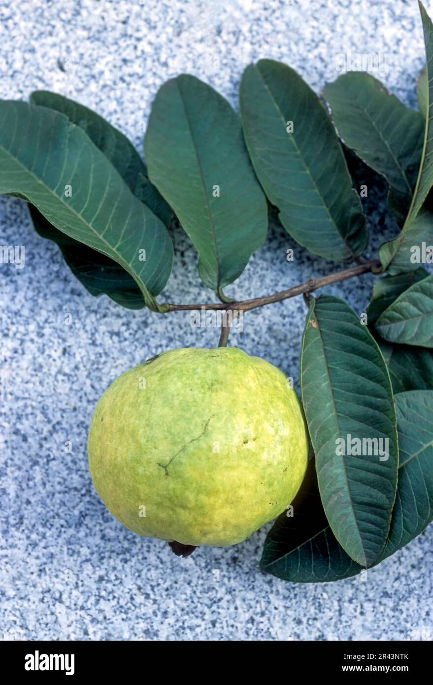 Guava (Psidium guajava linn) fruit with leaf, studio shot, Tamil Nadu ...