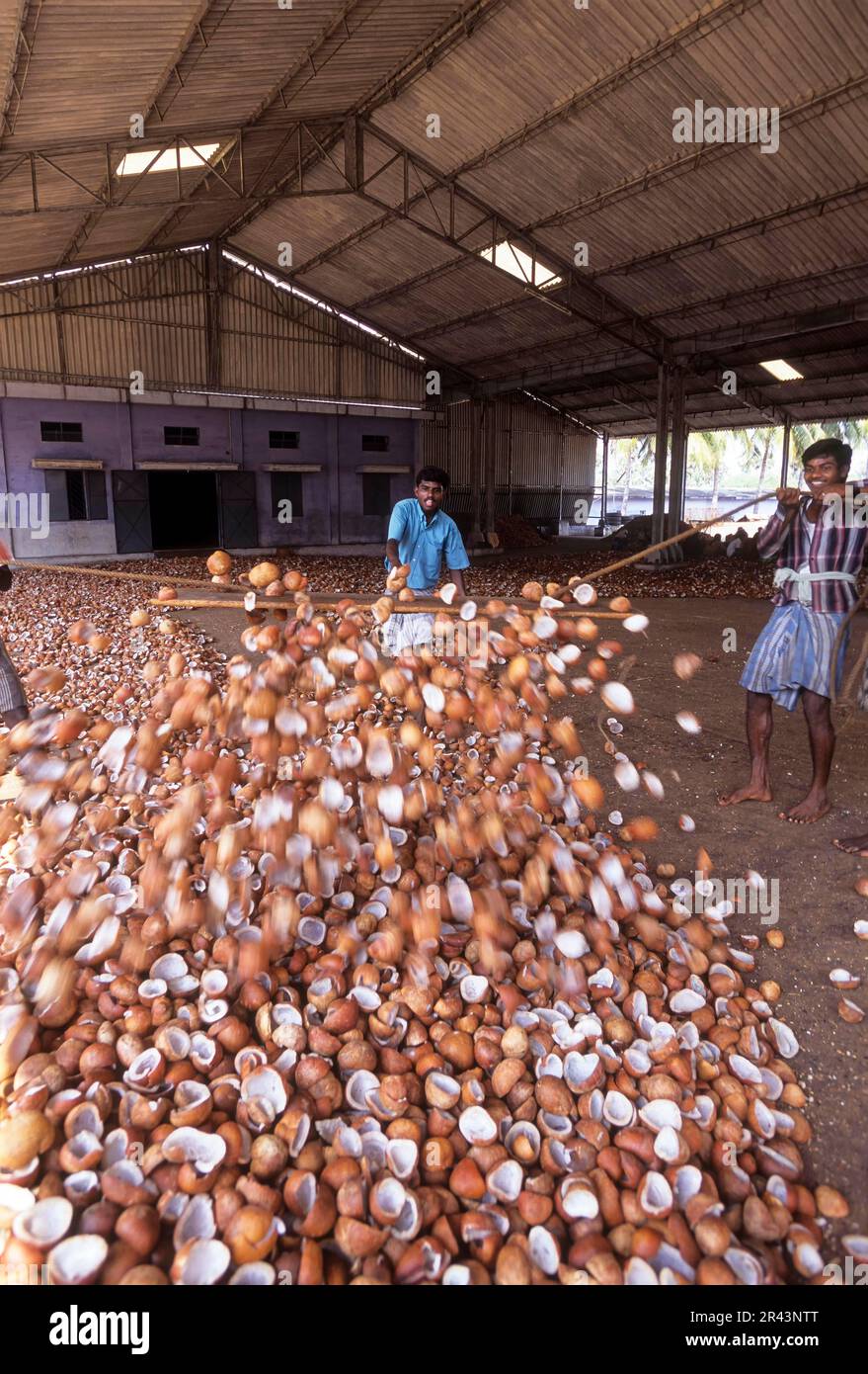 Heaping copras in an oil extracting factory at Vellakoil vellakovil ...