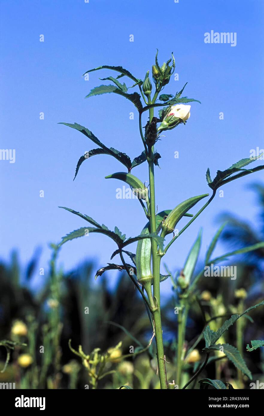 Vegetable lady's finger plant (Abelmoschus esculentus) (Linn) Tamil ...