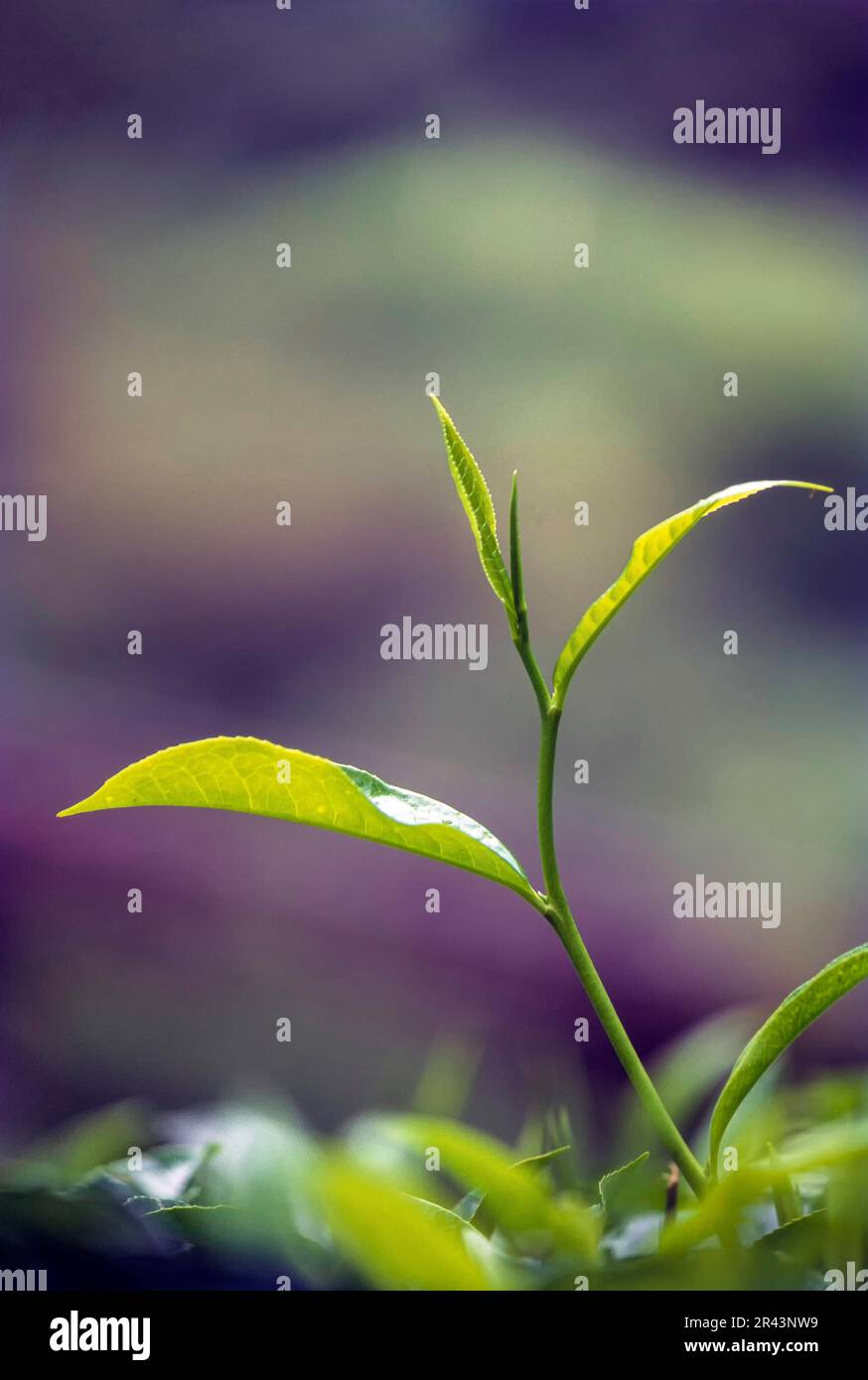The two leaves and a bud Tea (Camellia sinensis) leaves in Coonoor ...