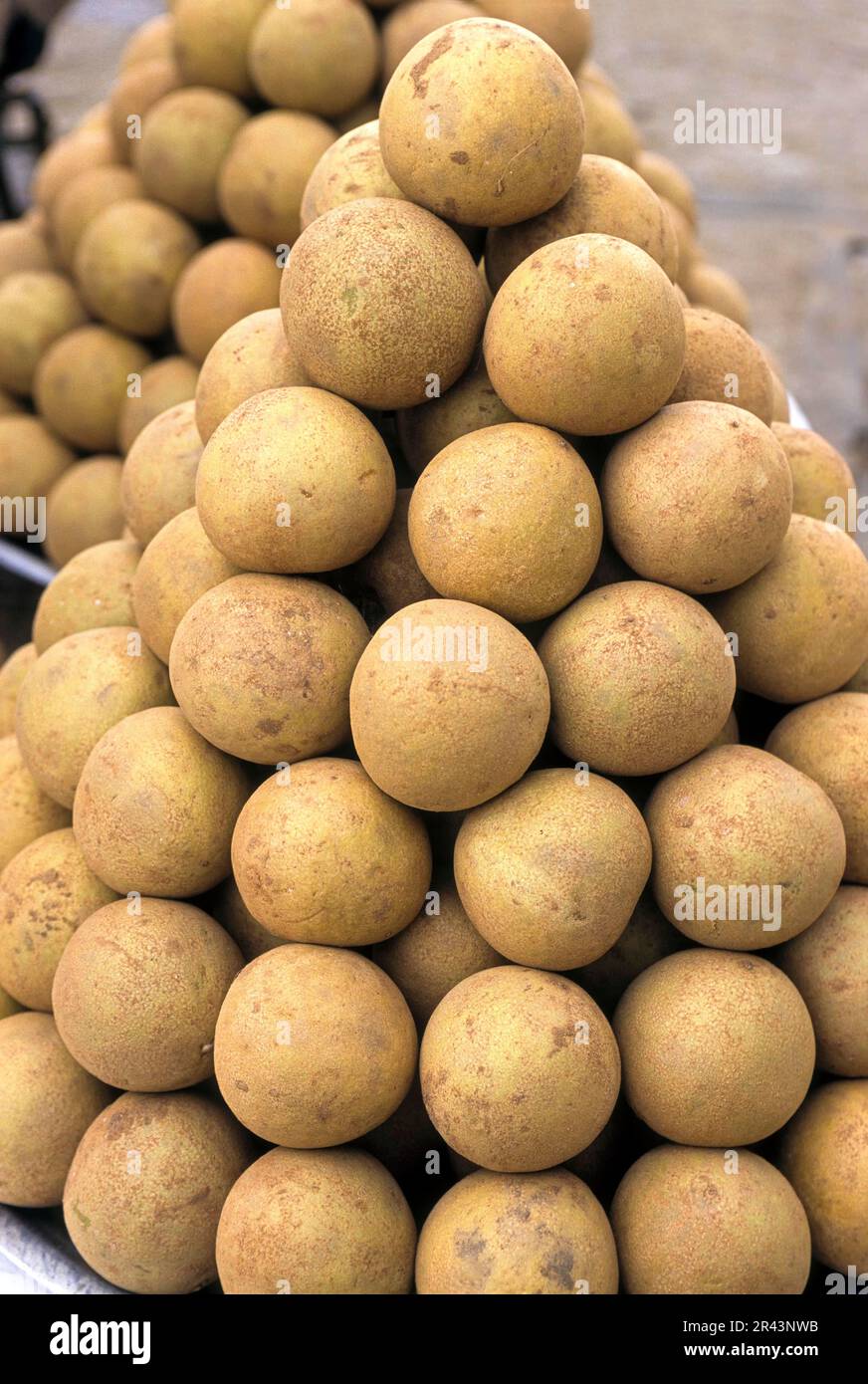 Sapota fruits (Achras Zapota Linn) for sale, Tamil Nadu, South India ...