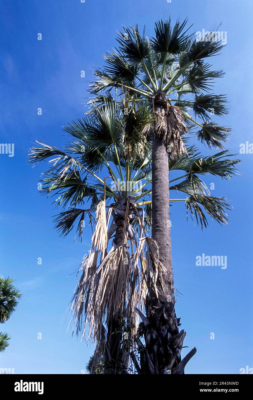 Palm trees and asia nature hi-res stock photography and images - Alamy