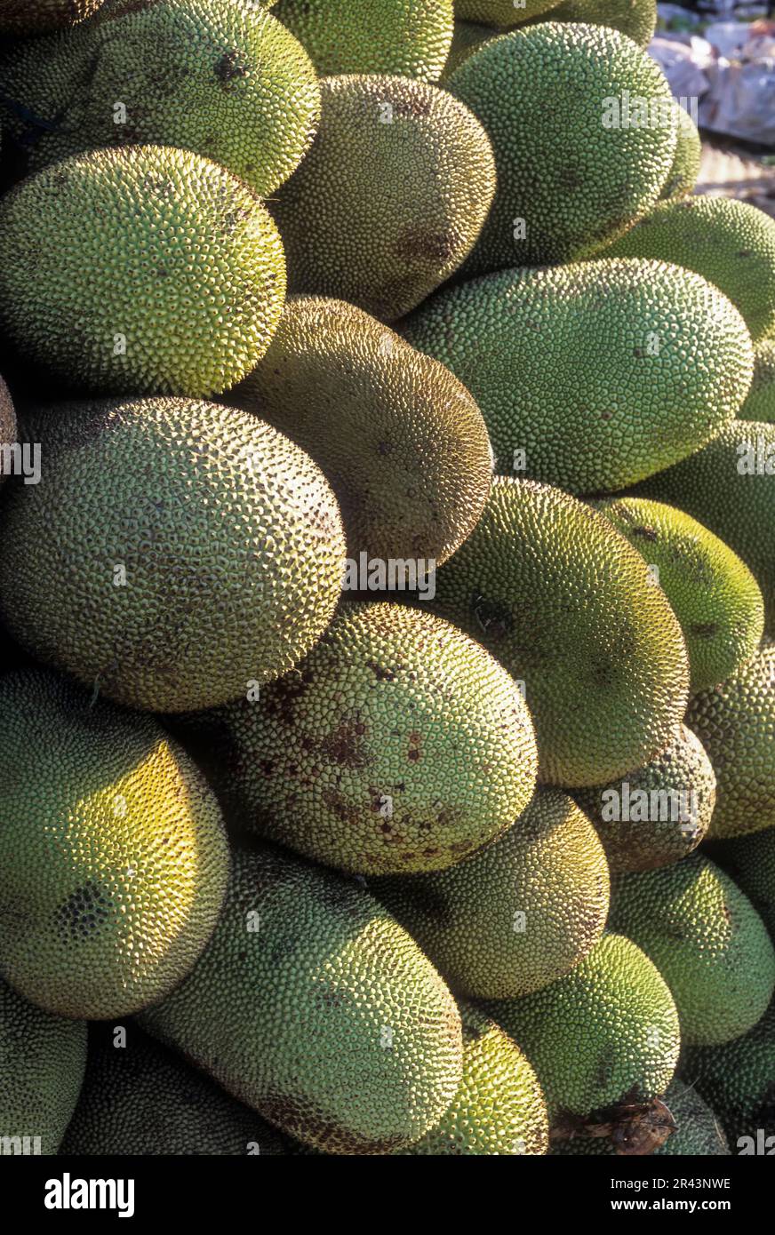 Arranged jack fruits (Artocarpus heterophyllus) bread fruits for sale ...