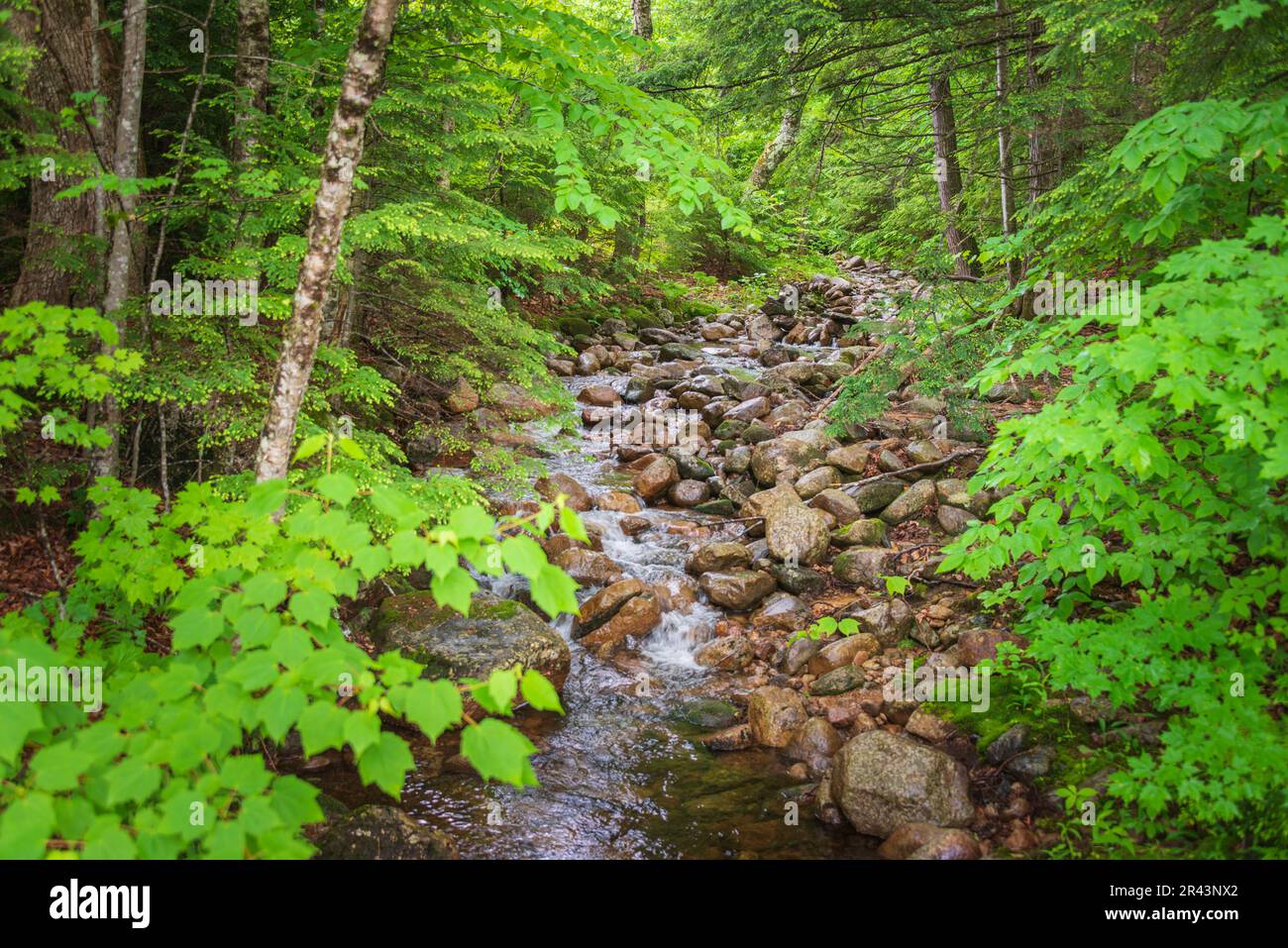 Mist drenched l hi-res stock photography and images - Alamy