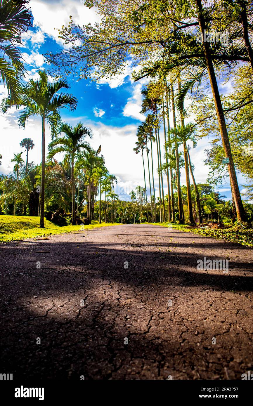 the beauty of nature in the purwodadi botanical garden with green trees ...