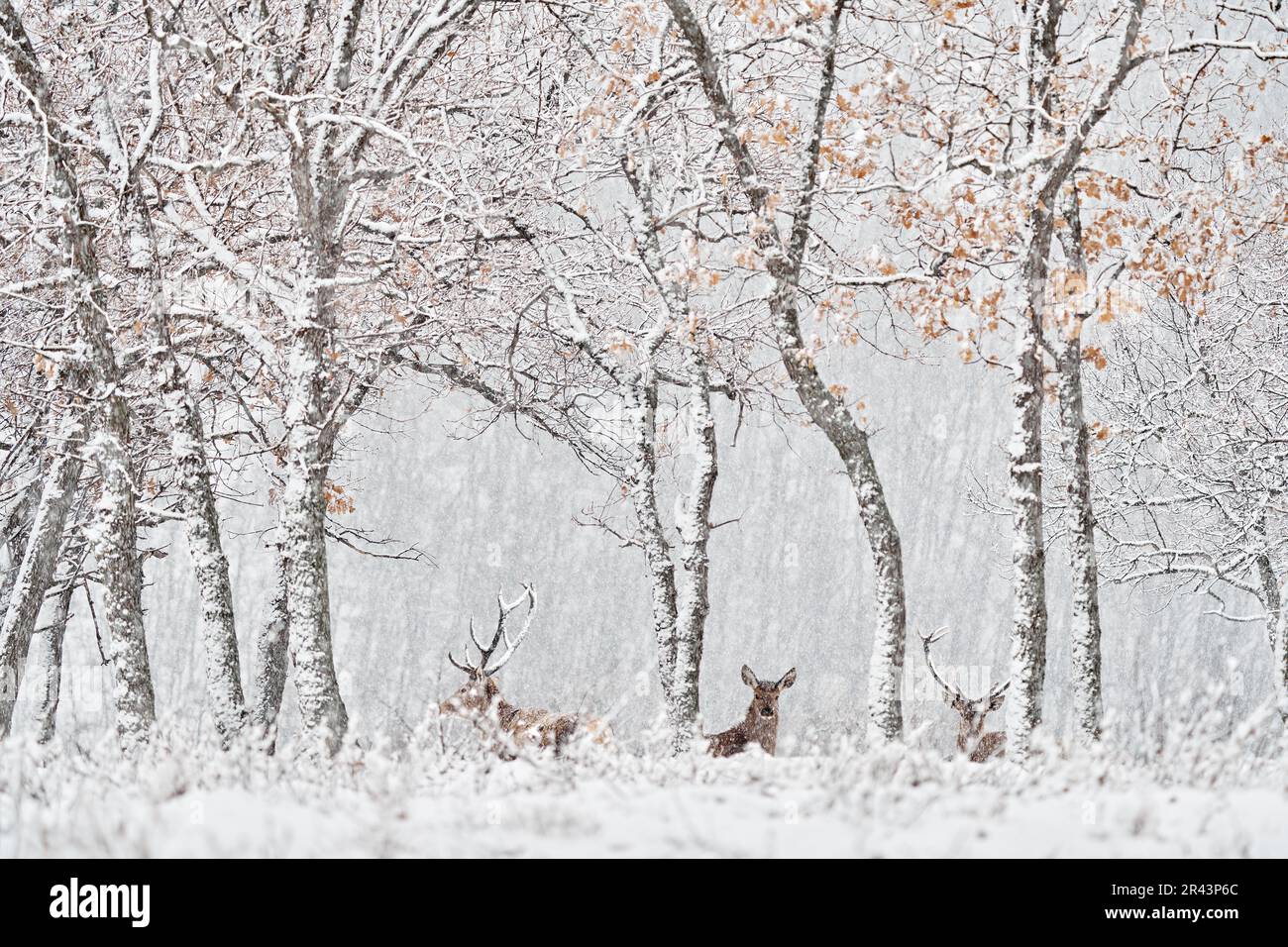 Winter nature. Red deer, Cervus elaphus, big animal in the wildlife ...
