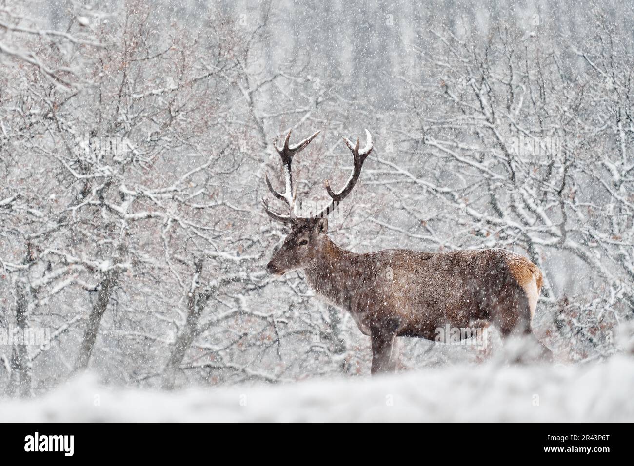 Winter nature. Red deer, Cervus elaphus, big animal in the wildlife ...