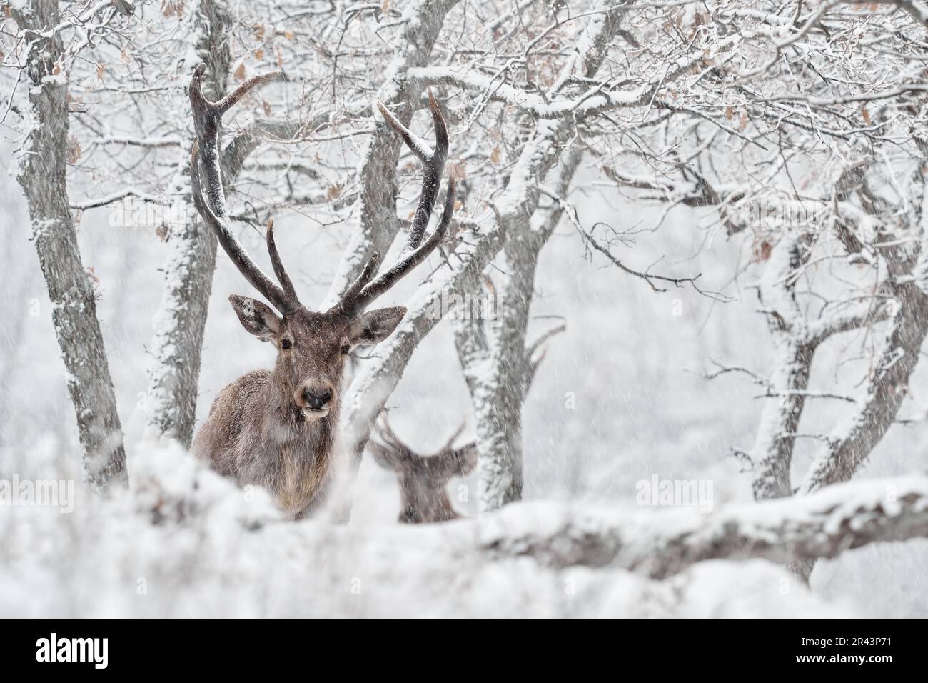 Winter nature. Red deer, Cervus elaphus, big animal in the wildlife ...